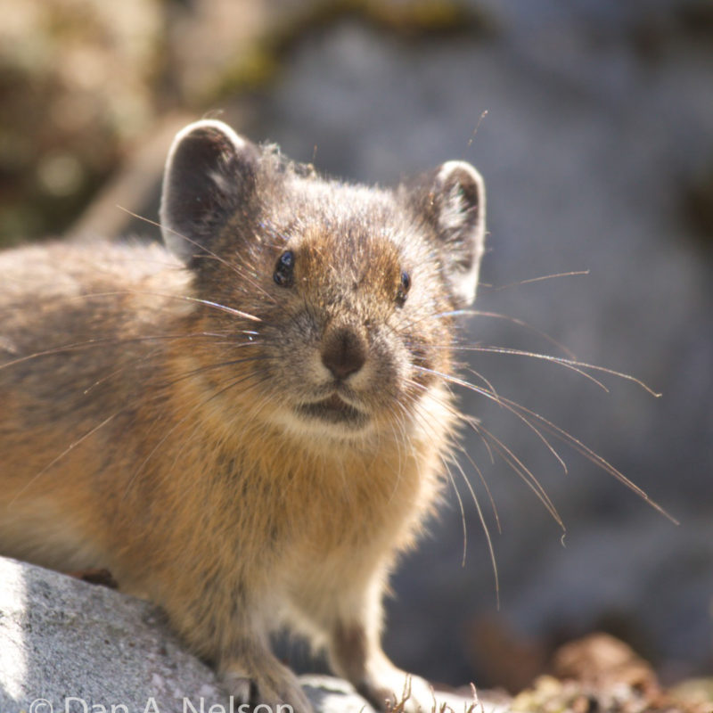 Adventures Northwest – Hiking, fly fishing, travel, and gear news from ...